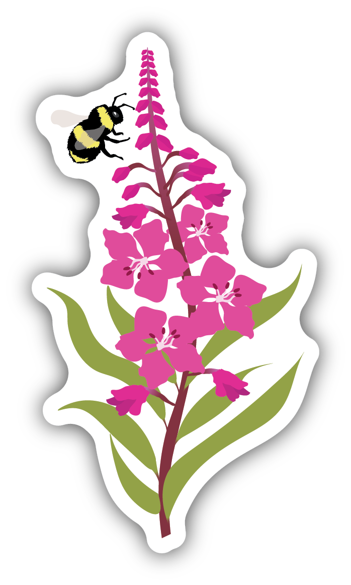Fireweed Sticker – Bird Kingdom Giftstore